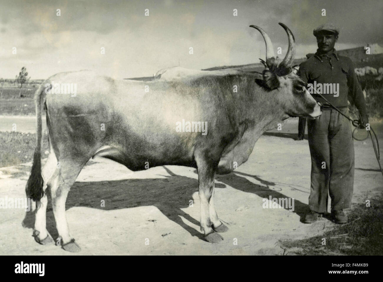 Maremma breed cattle hi-res stock photography and images - Alamy