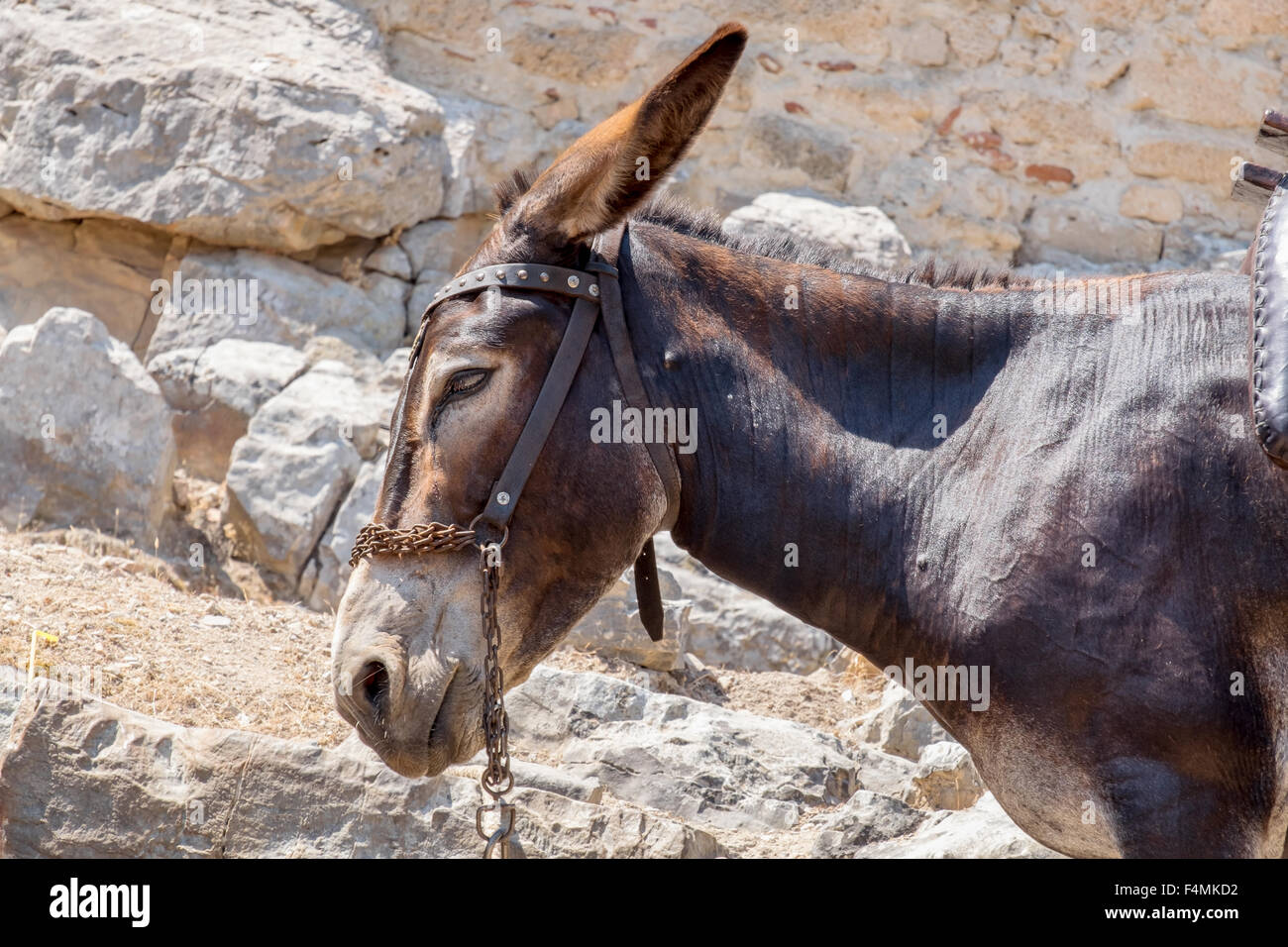 Greek Donkey. Rhodes Stock Photo - Alamy