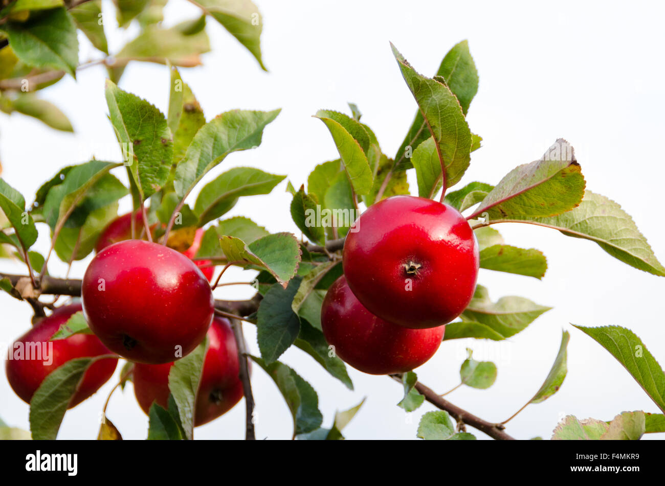Red juicy apples on tree hi-res stock photography and images - Alamy