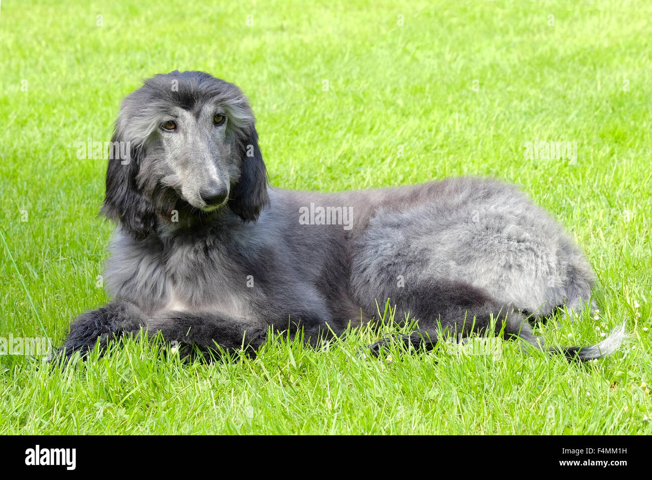Black And Silver Afghan Hound