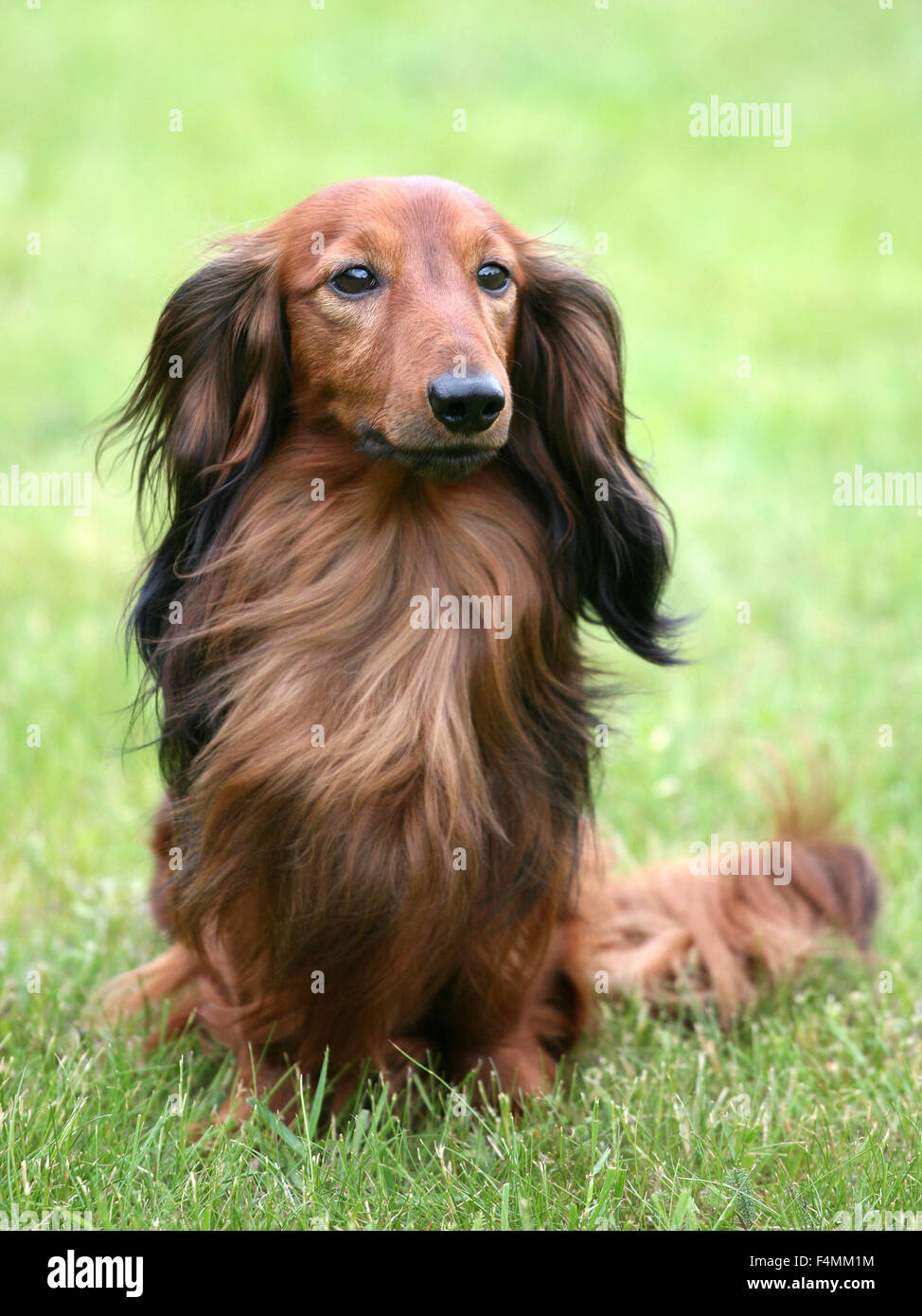 Dachshund Standard Long-haired in the garden Stock Photo - Alamy