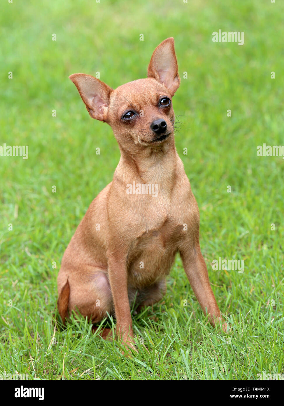 Typical Prague Rat Hunter on a green grass lawn Stock Photo - Alamy
