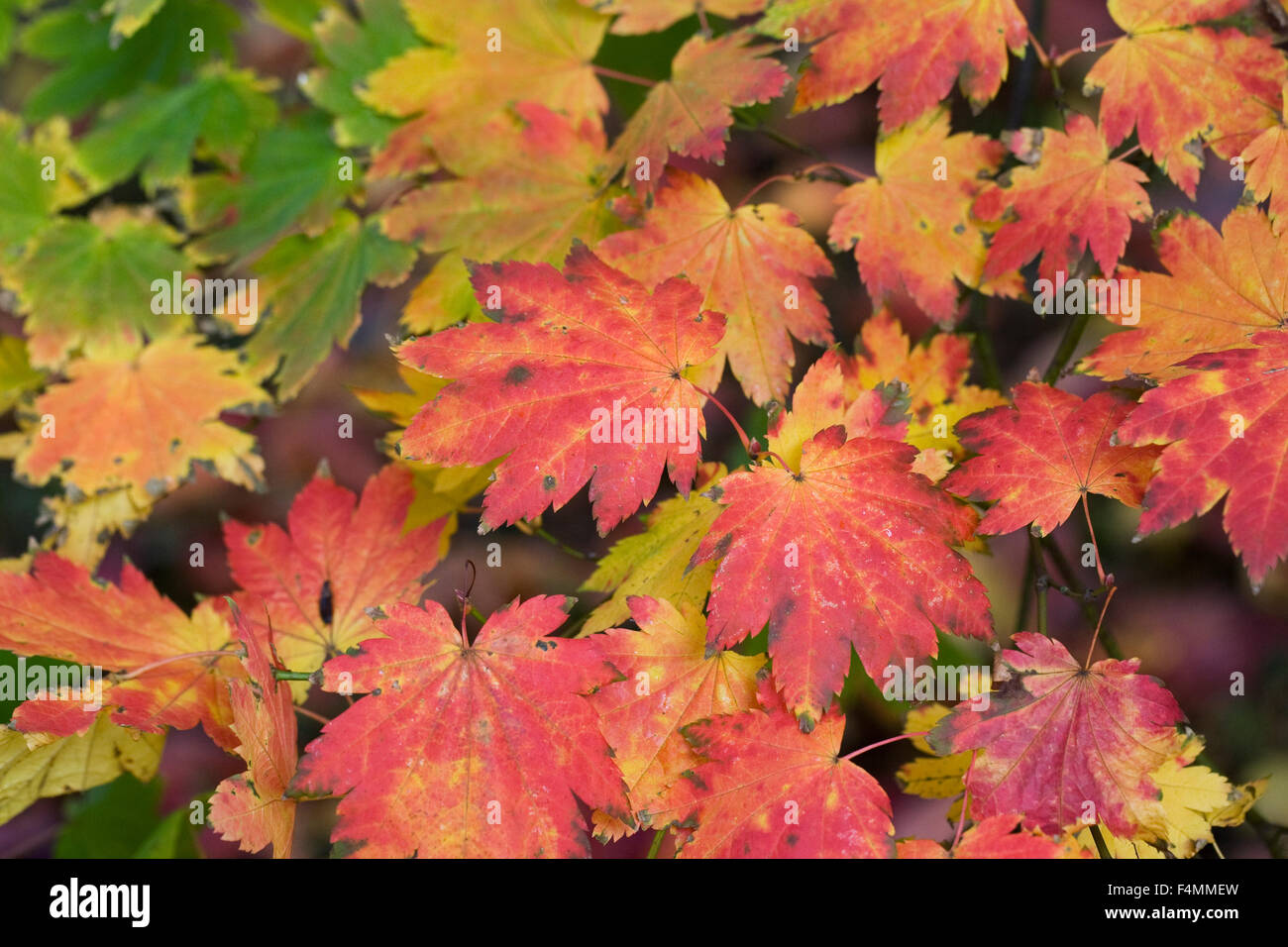 Acer japonicum branch hi-res stock photography and images - Alamy