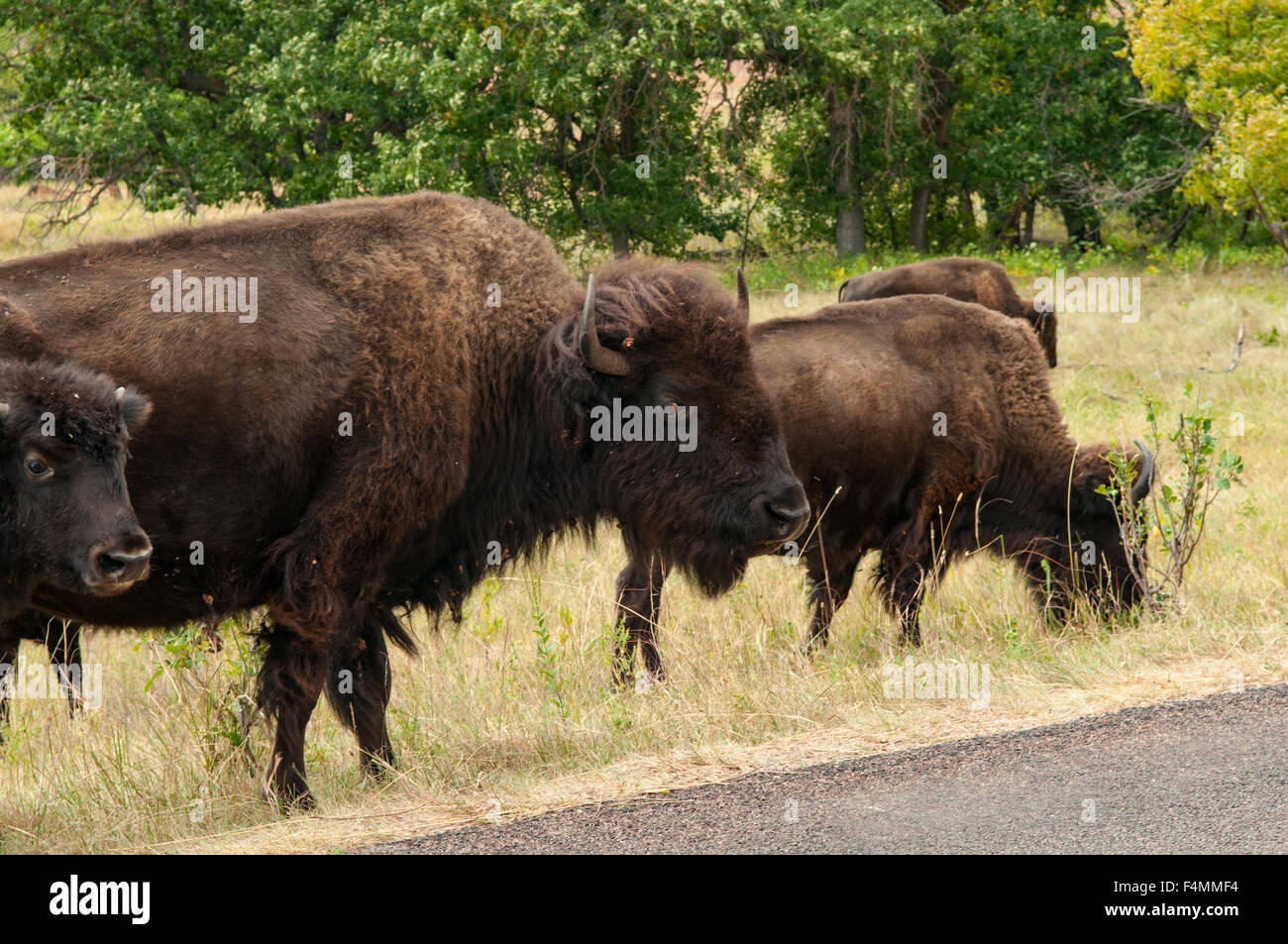 Bison, Custer State Park, South Dakota, USA Stock Photo - Alamy