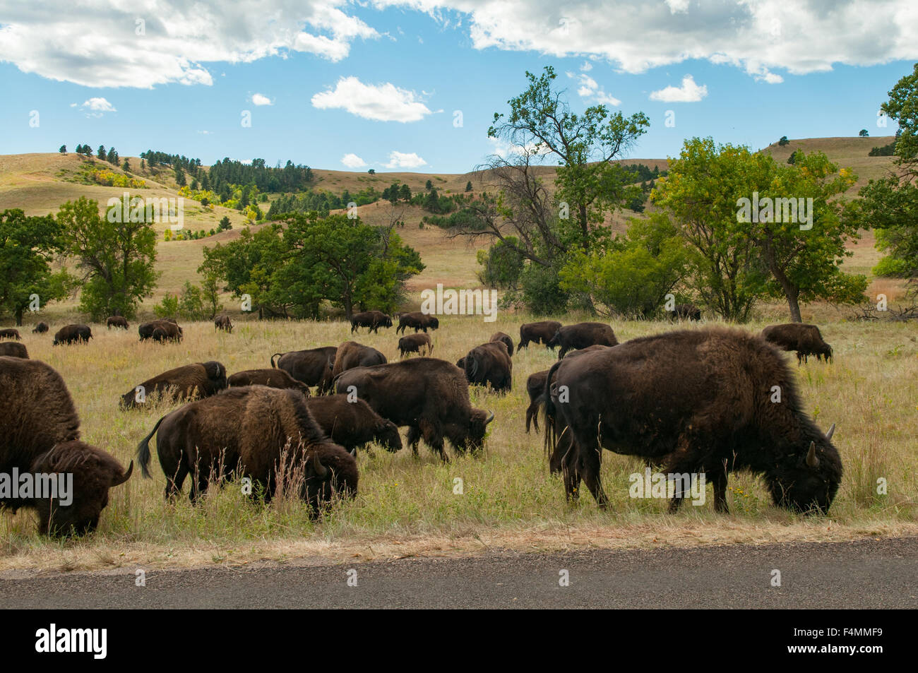 Herd of Bison, Custer State Park, South Dakota, USA Stock Photo - Alamy