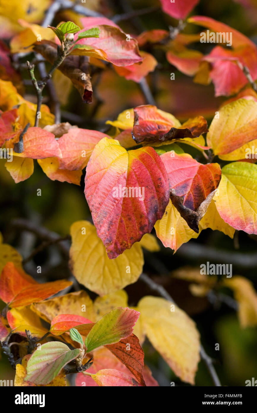 Fothergilla major leaves in Autumn Stock Photo - Alamy