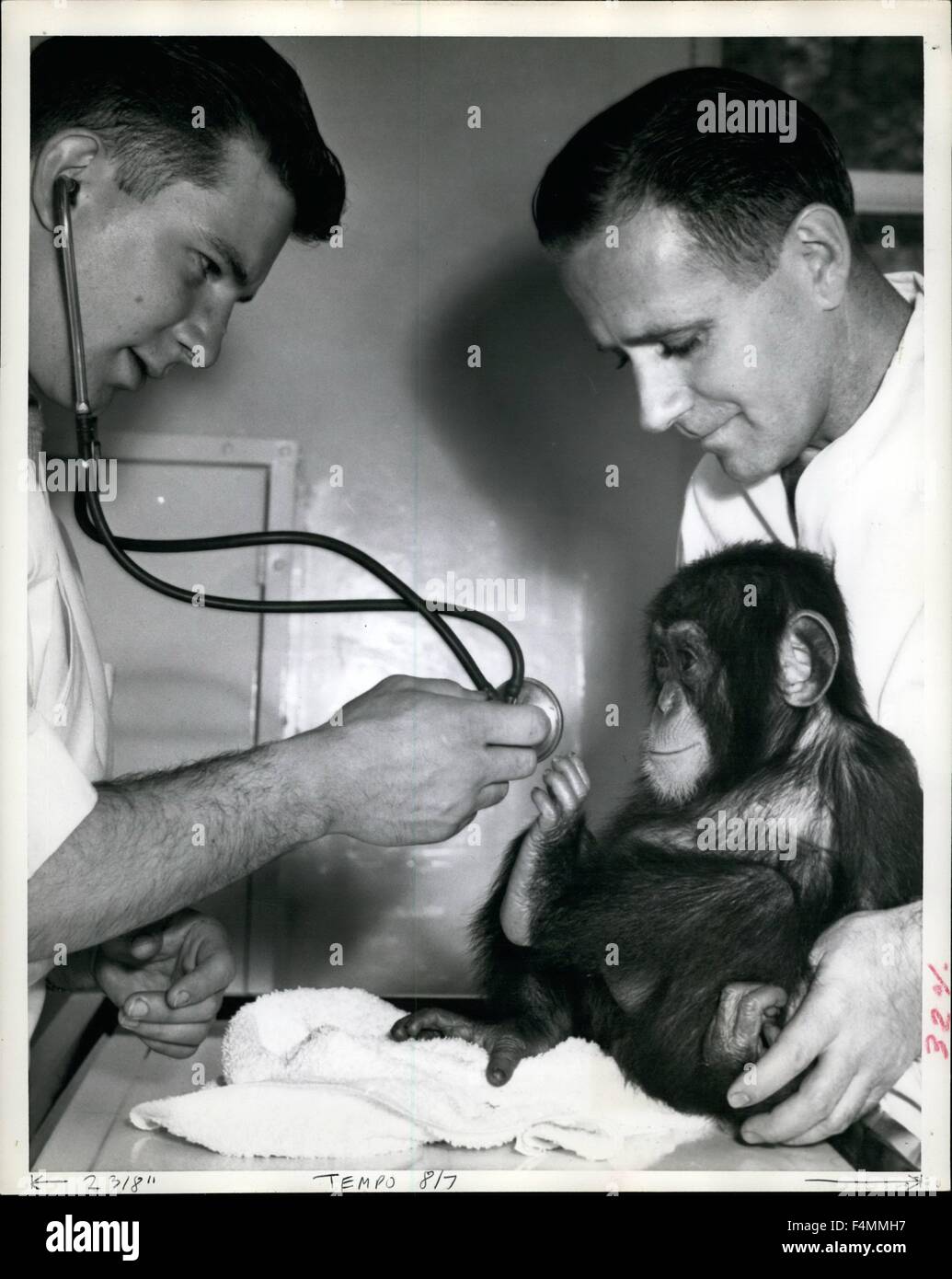 The chimp setting his physical exam, letting the human know to start at ...