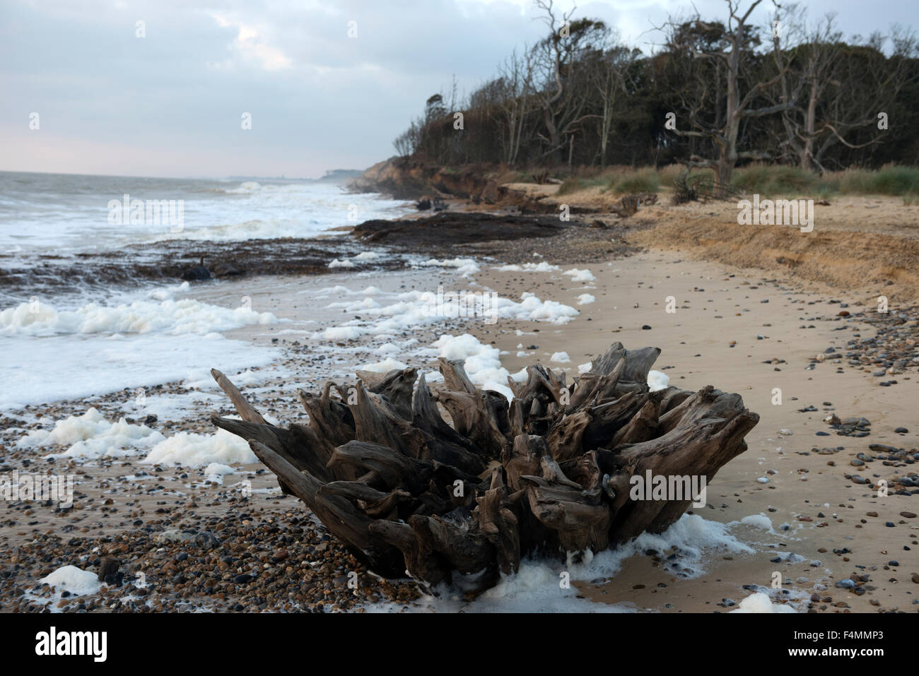 Eroded tree stump, Benacre, Suffolk, UK Stock Photo - Alamy