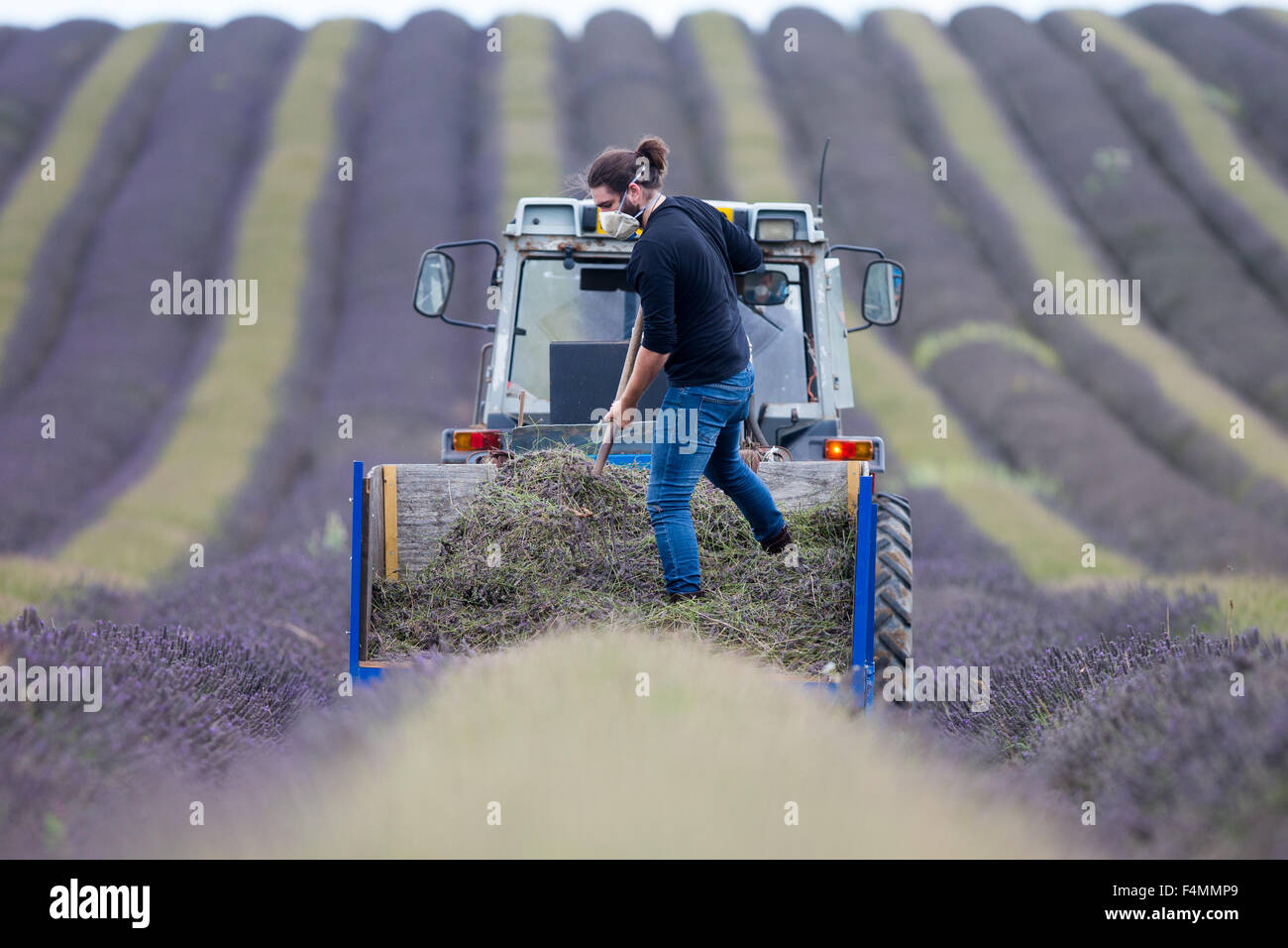 The lavender being harvested at Cadwell Farm in Hitchin, Herts Stock ...