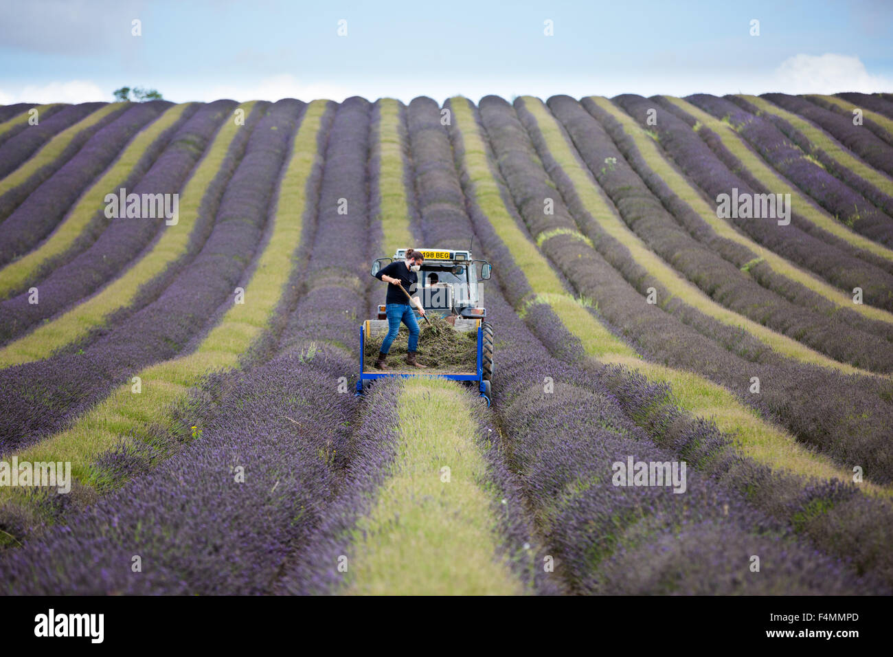 The lavender being harvested at Cadwell Farm in Hitchin, Herts Stock ...