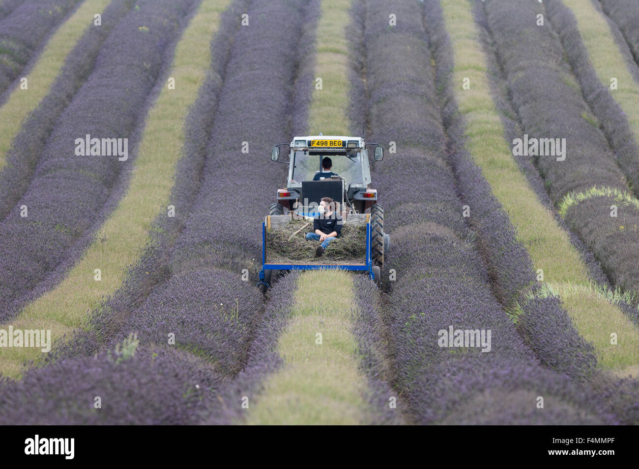 The lavender being harvested at Cadwell Farm in Hitchin, Herts Stock ...