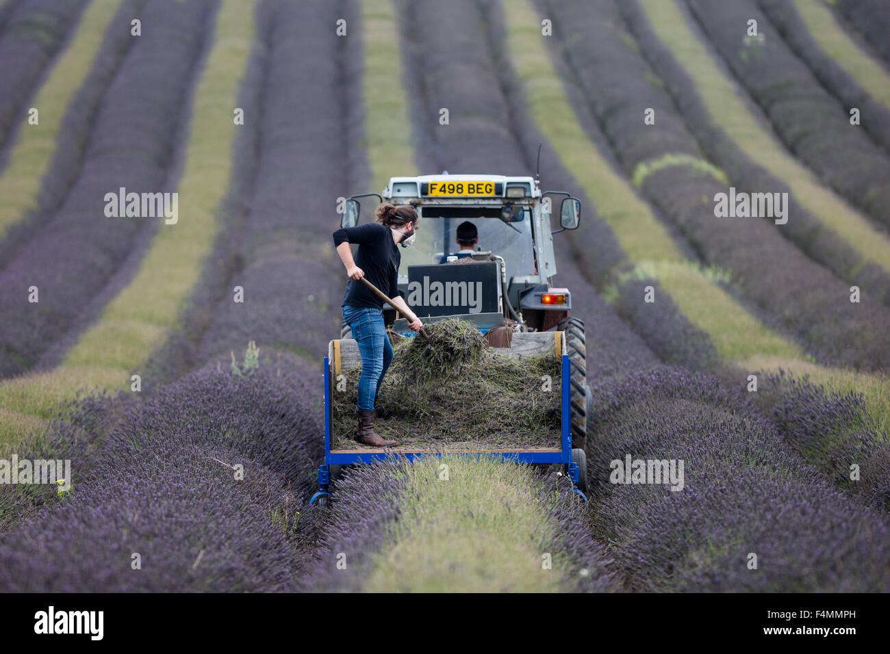 The lavender being harvested at Cadwell Farm in Hitchin, Herts Stock ...