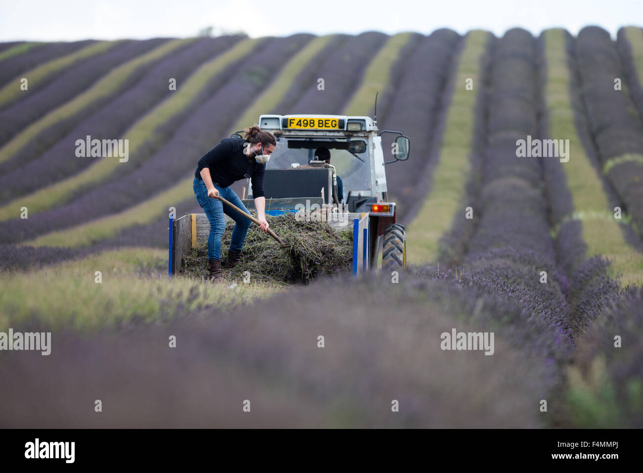 The lavender being harvested at Cadwell Farm in Hitchin, Herts Stock ...