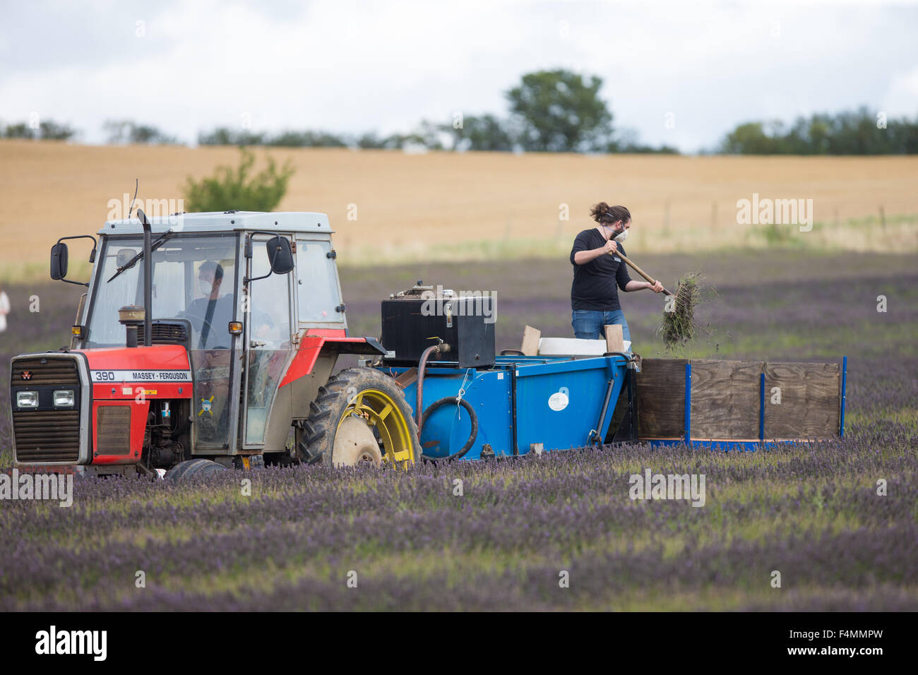 The lavender being harvested at Cadwell Farm in Hitchin, Herts Stock ...