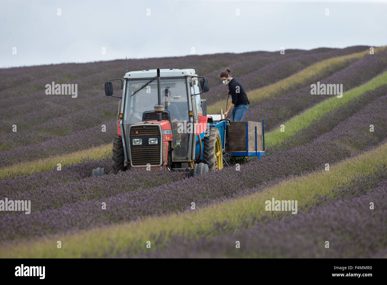 The lavender being harvested at Cadwell Farm in Hitchin, Herts Stock ...