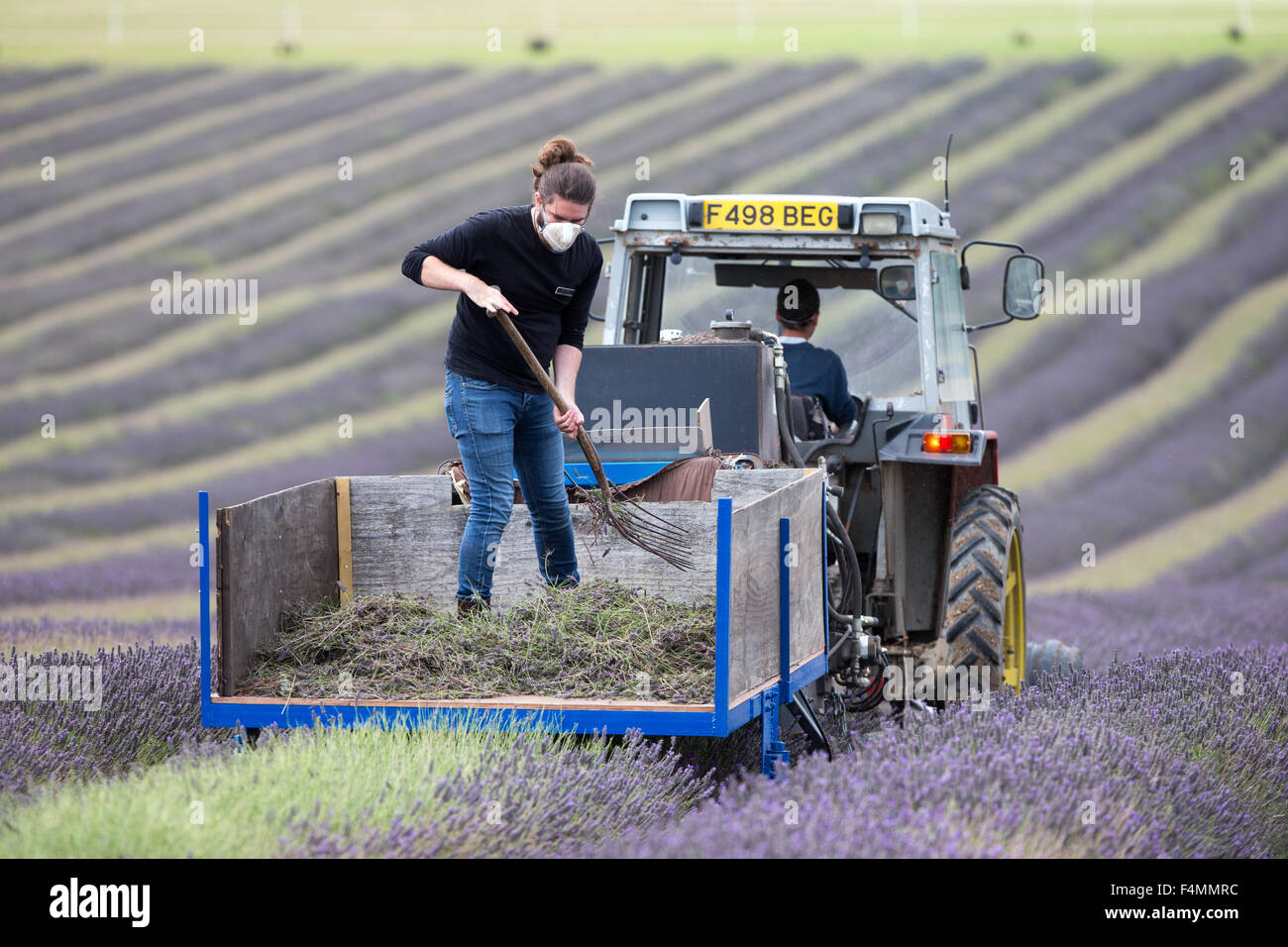 The lavender being harvested at Cadwell Farm in Hitchin, Herts Stock ...