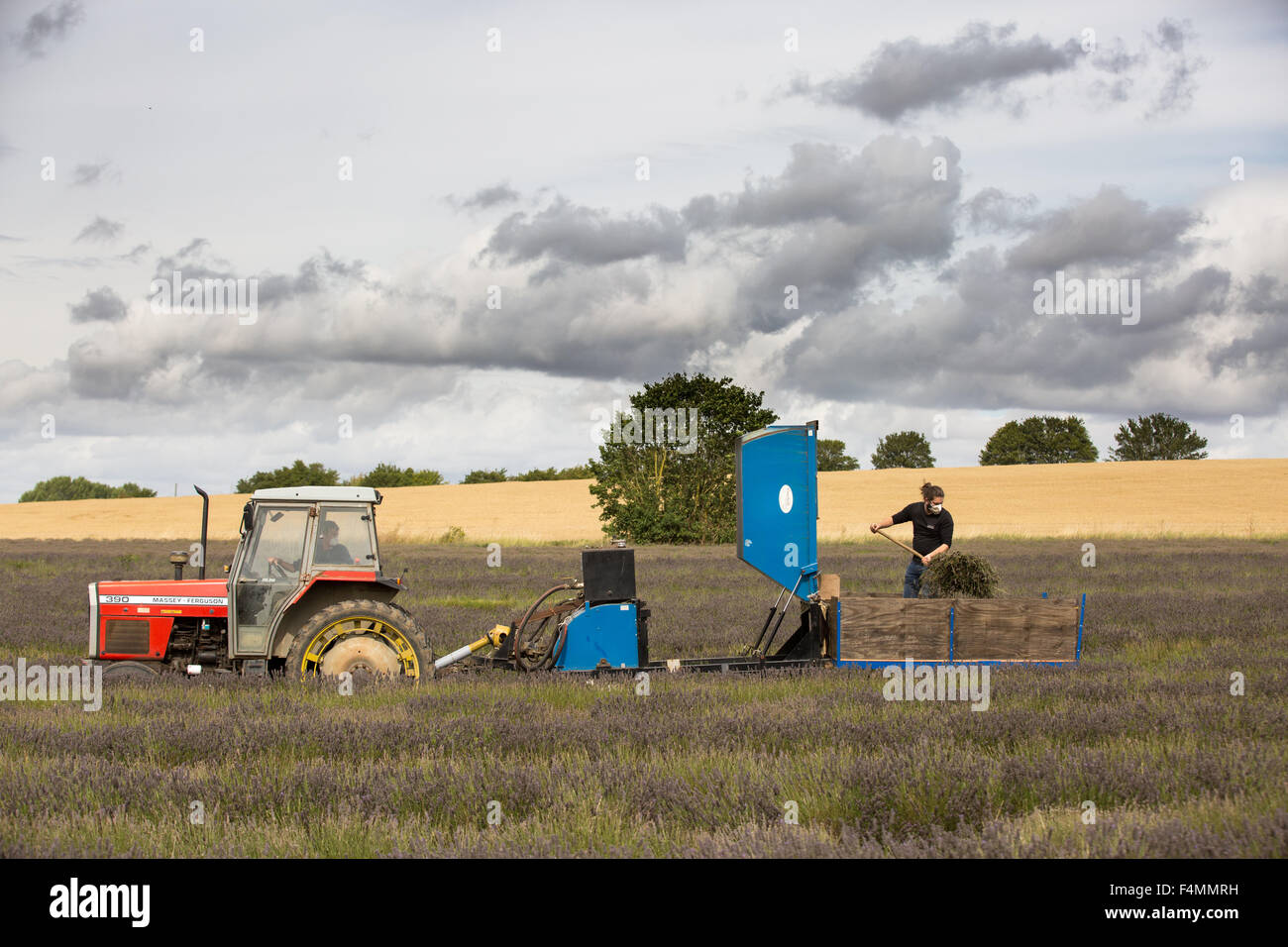 The lavender being harvested at Cadwell Farm in Hitchin, Herts Stock ...