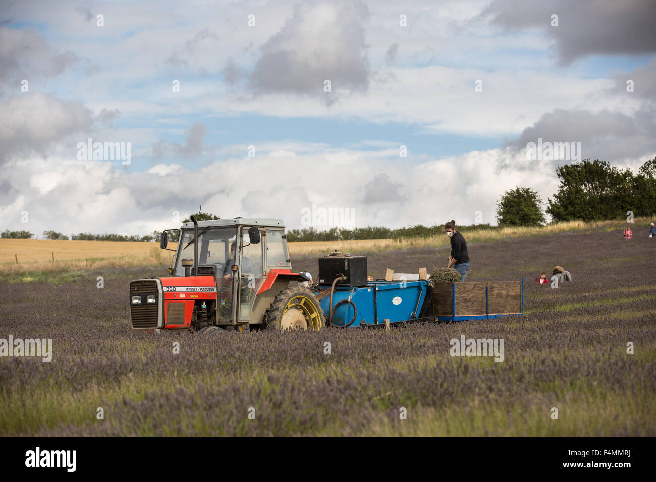 The lavender being harvested at Cadwell Farm in Hitchin, Herts Stock ...