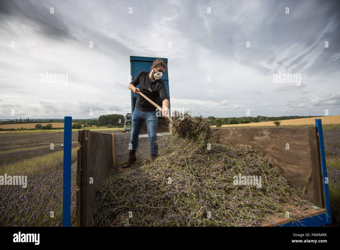 Lavender field cadwell farm hitchin hi-res stock photography and images ...