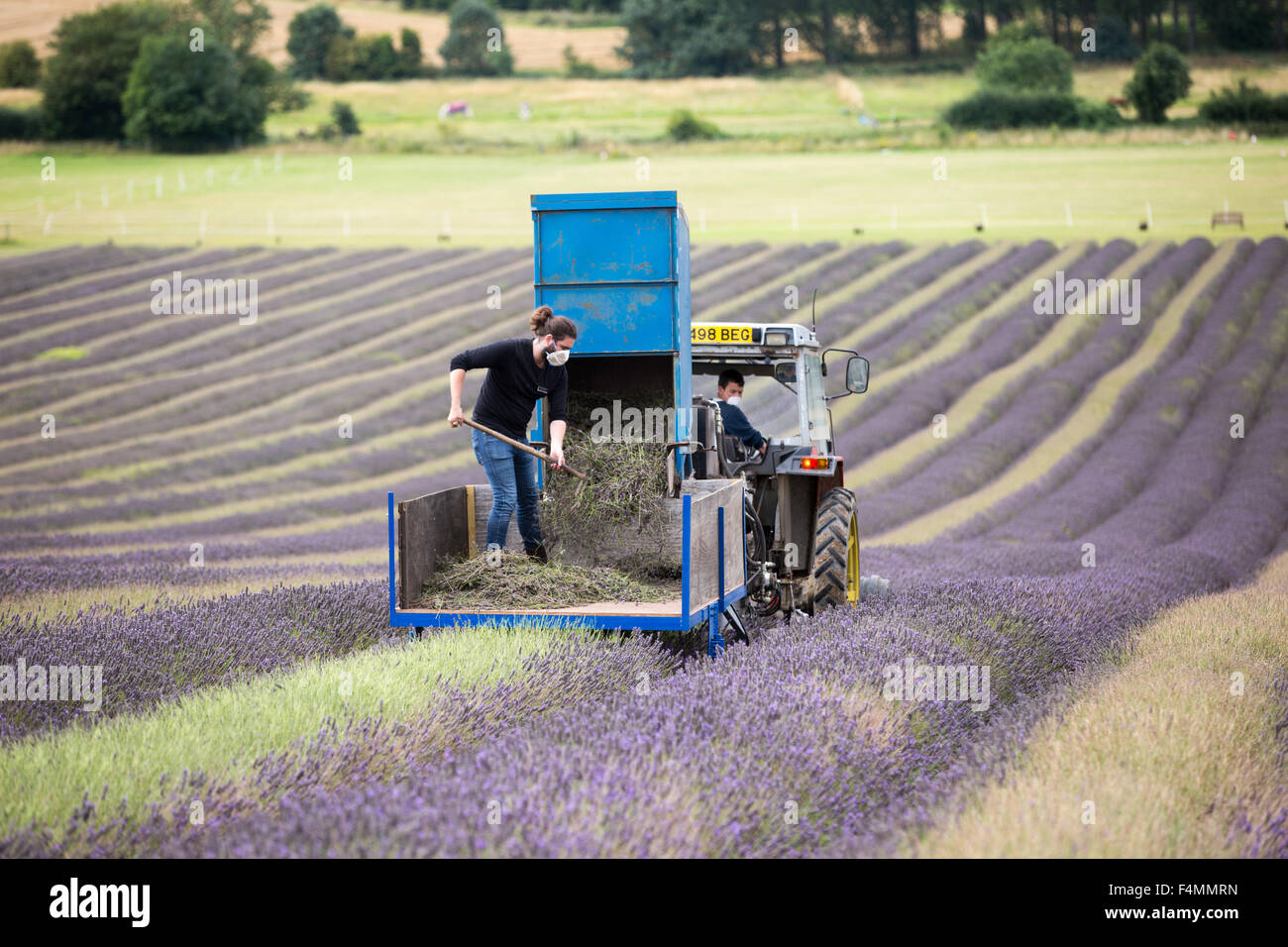 The lavender being harvested at Cadwell Farm in Hitchin, Herts Stock ...