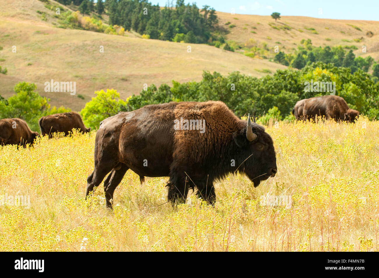 Bison, Custer State Park, South Dakota, USA Stock Photo - Alamy