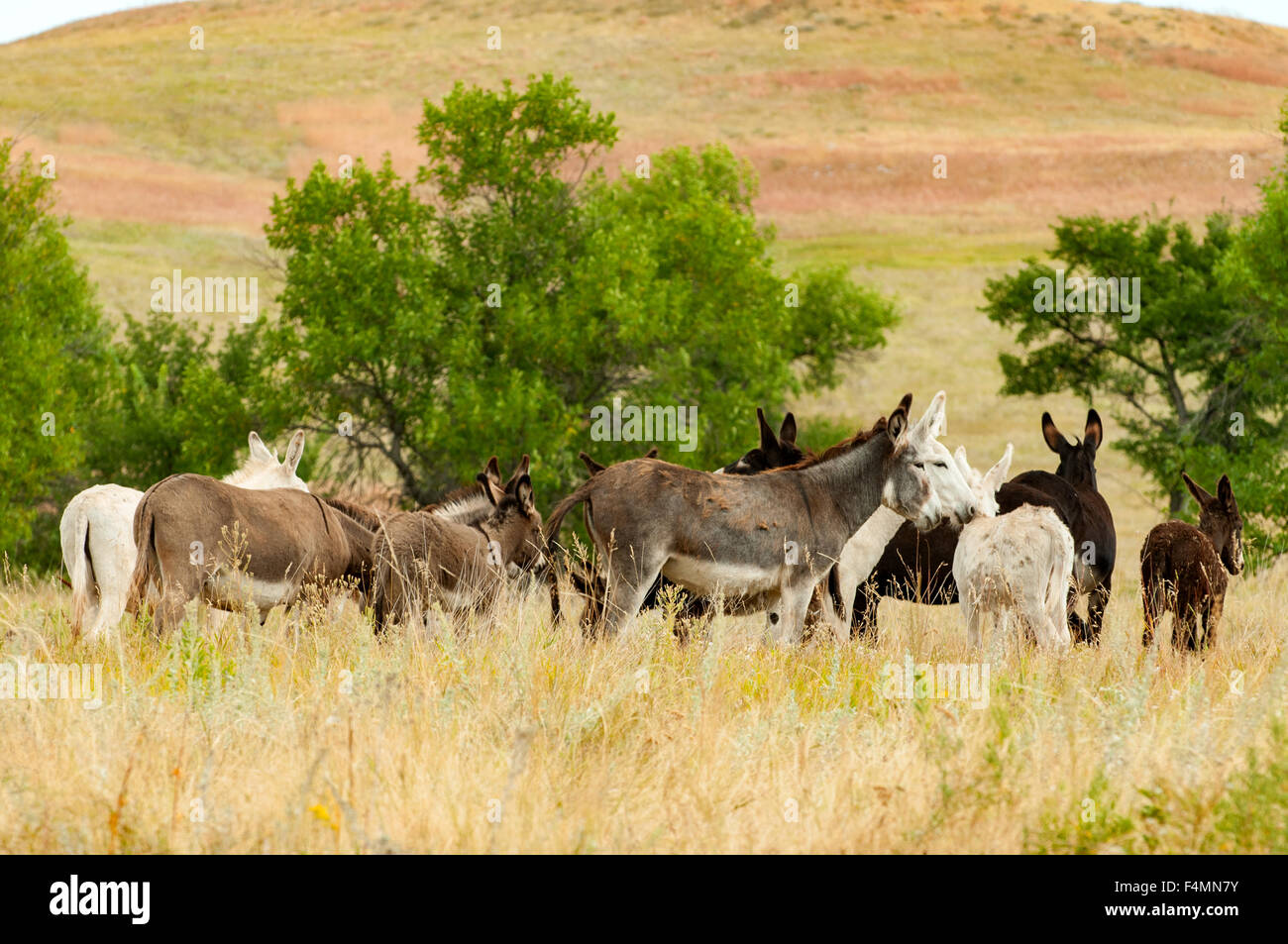 Burros hi-res stock photography and images - Alamy