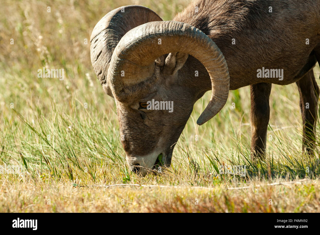 South american sheep hi-res stock photography and images - Alamy