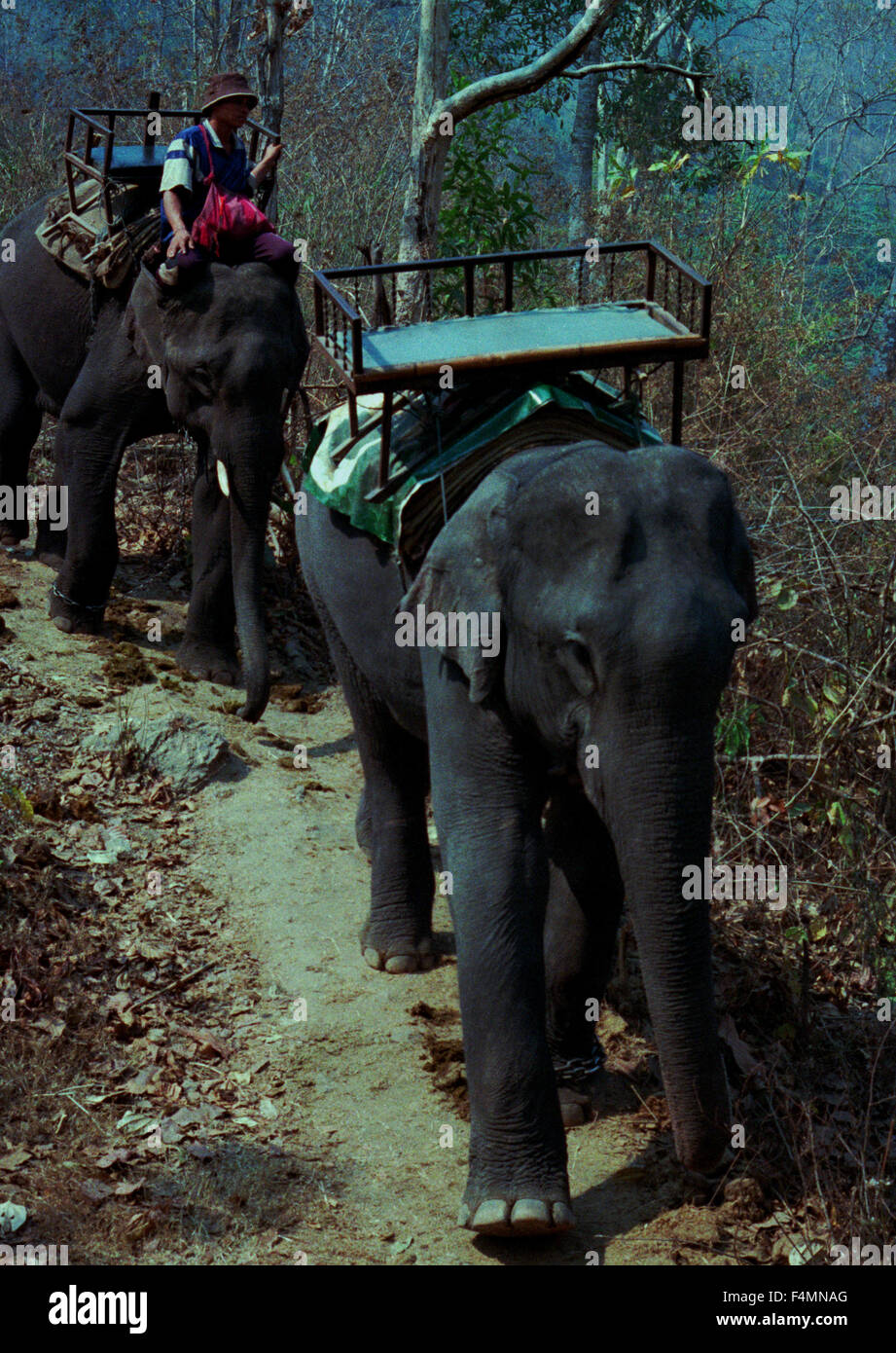 elephant trekking in chang man thailand brian mcguire Stock Photo - Alamy