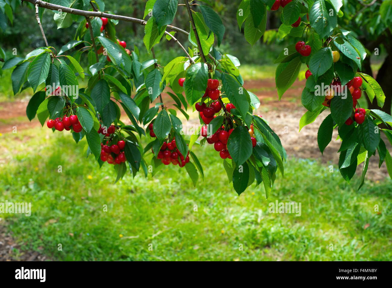 June berry tree hi-res stock photography and images - Alamy