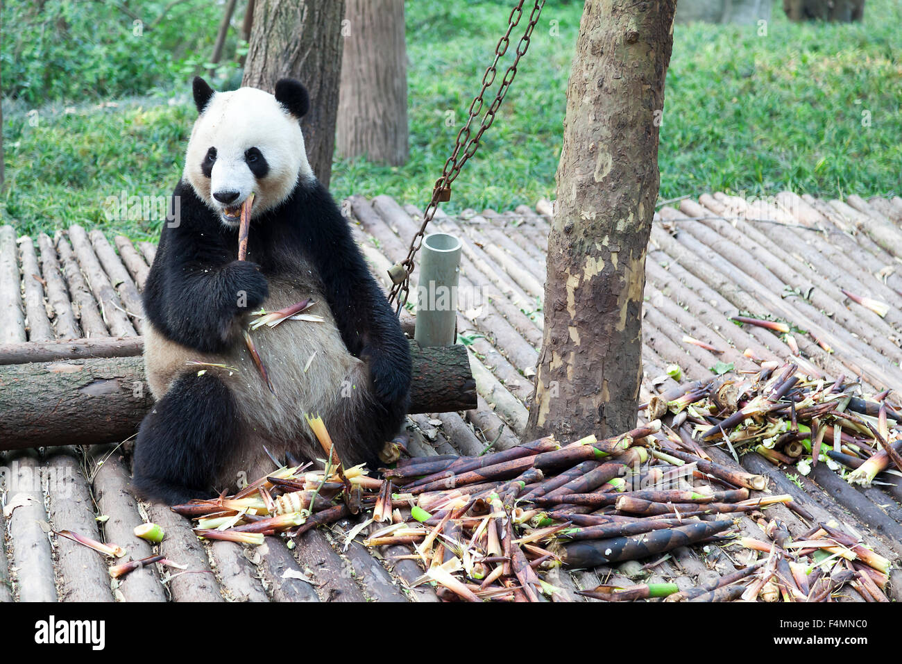 Giant Panda Bear Stock Photo - Alamy