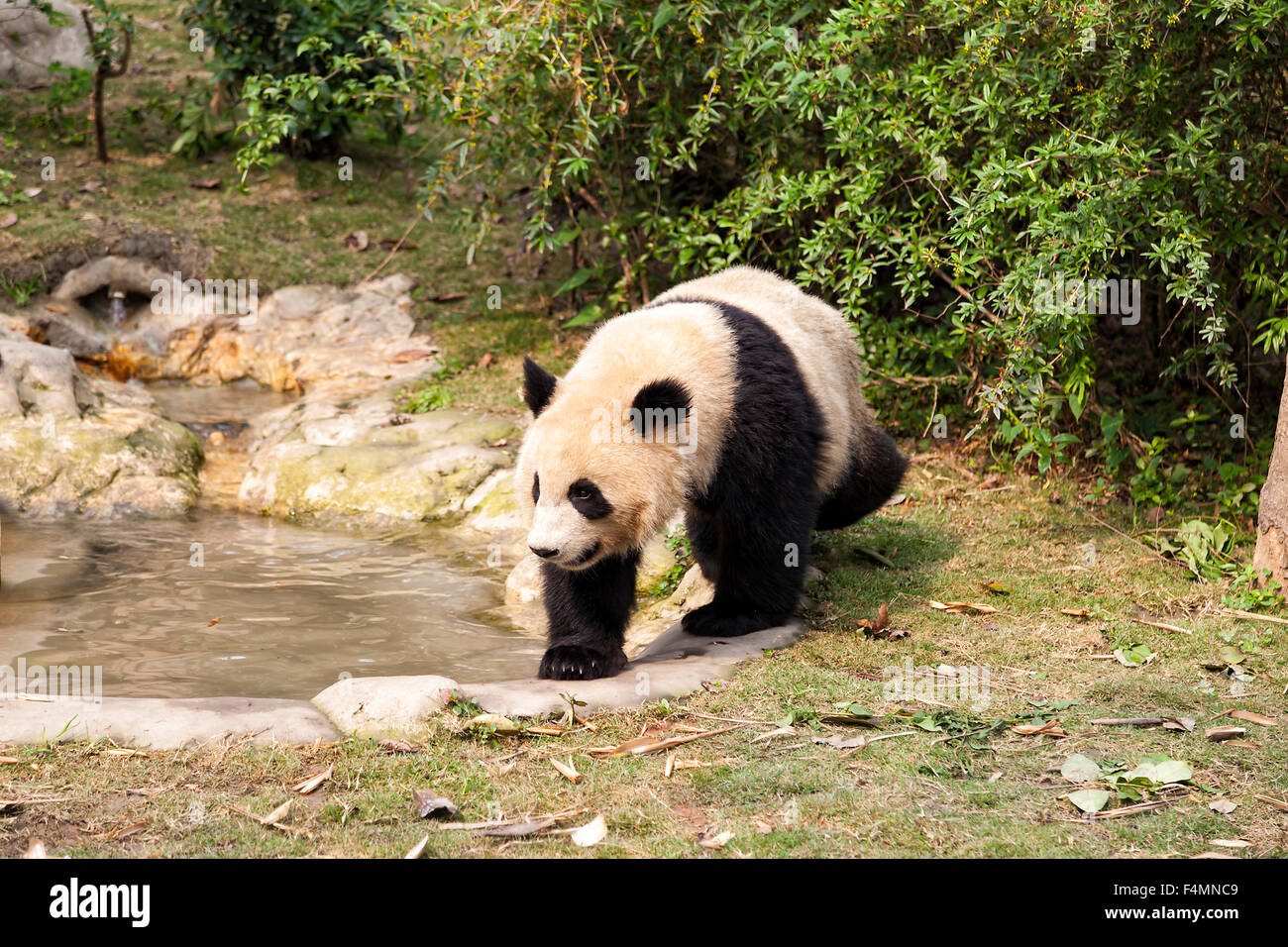 Giant Panda Bear Stock Photo - Alamy