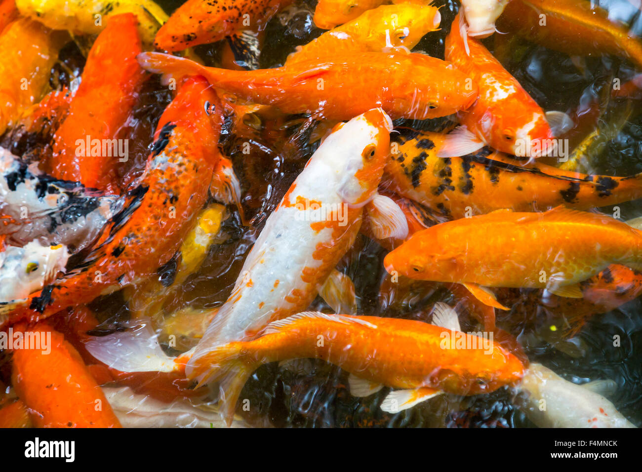 Ornamental fish collection hi-res stock photography and images - Alamy
