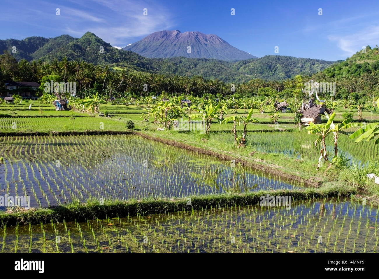 A view of rice paddies in Padang Bai, Bali, Indonesia Stock Photo - Alamy