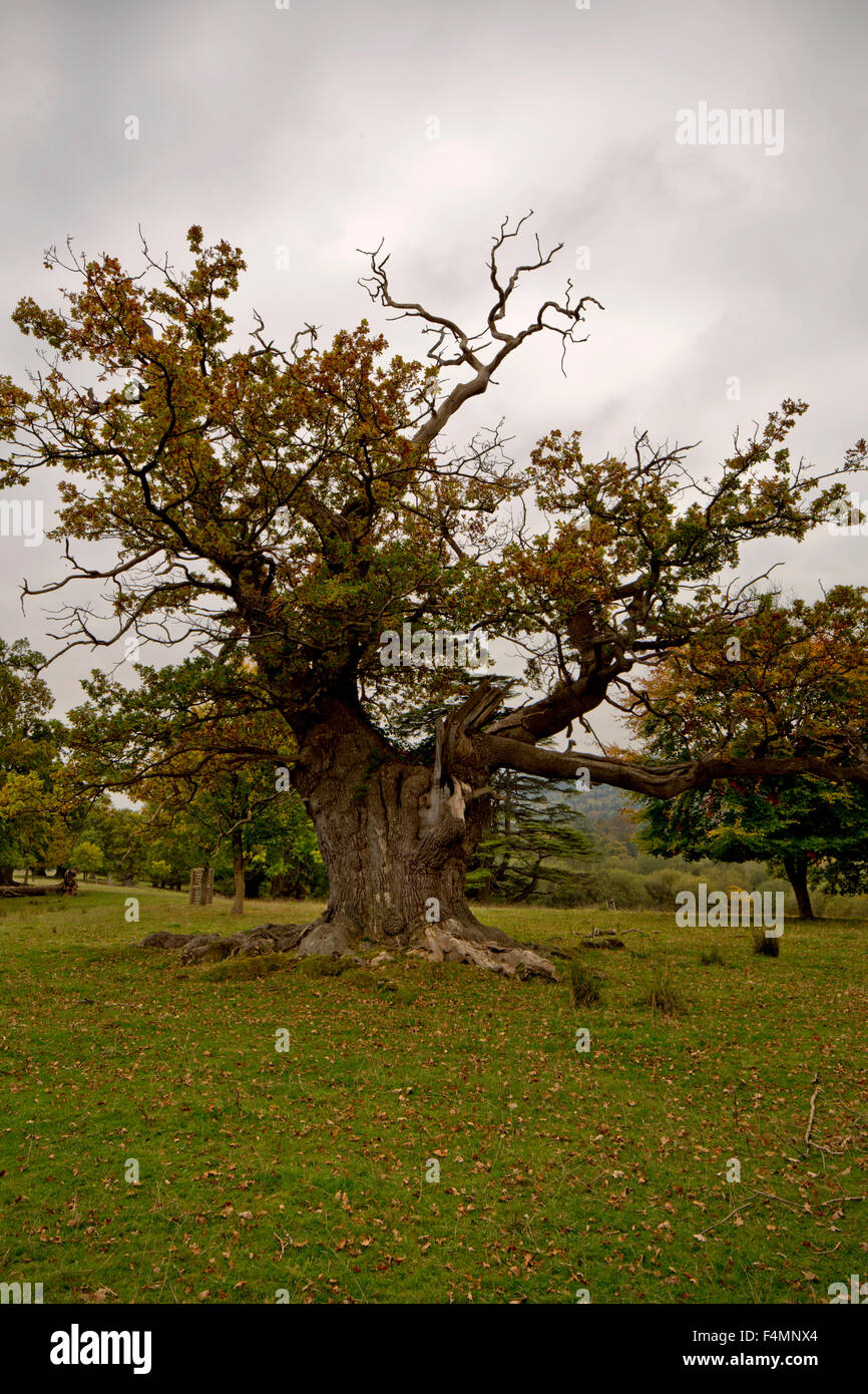 Moccas park national hi-res stock photography and images - Alamy