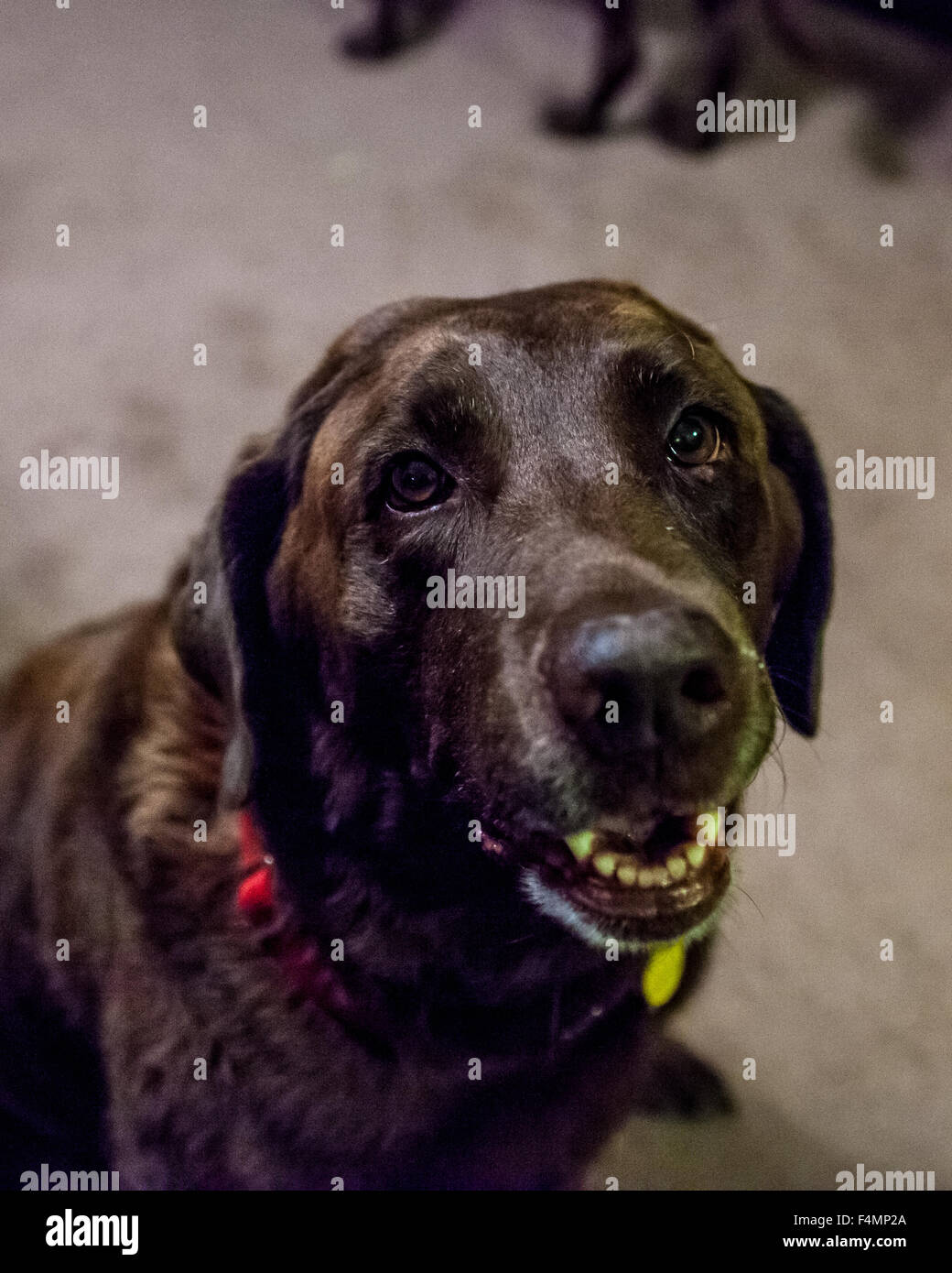 A middle aged female Chocolate Labrador retriever Stock Photo - Alamy