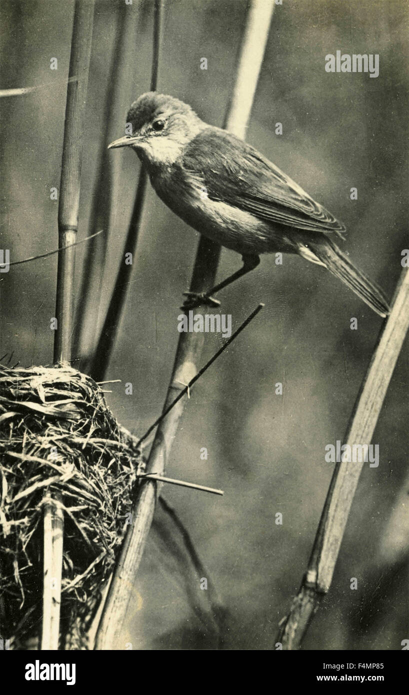 Passerine bird wings hi-res stock photography and images - Alamy