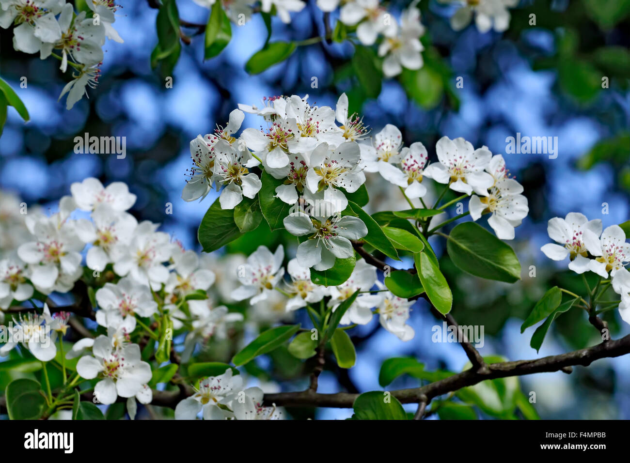 Pyrus communis. Beautiful flowers closeup. Spring background Stock ...