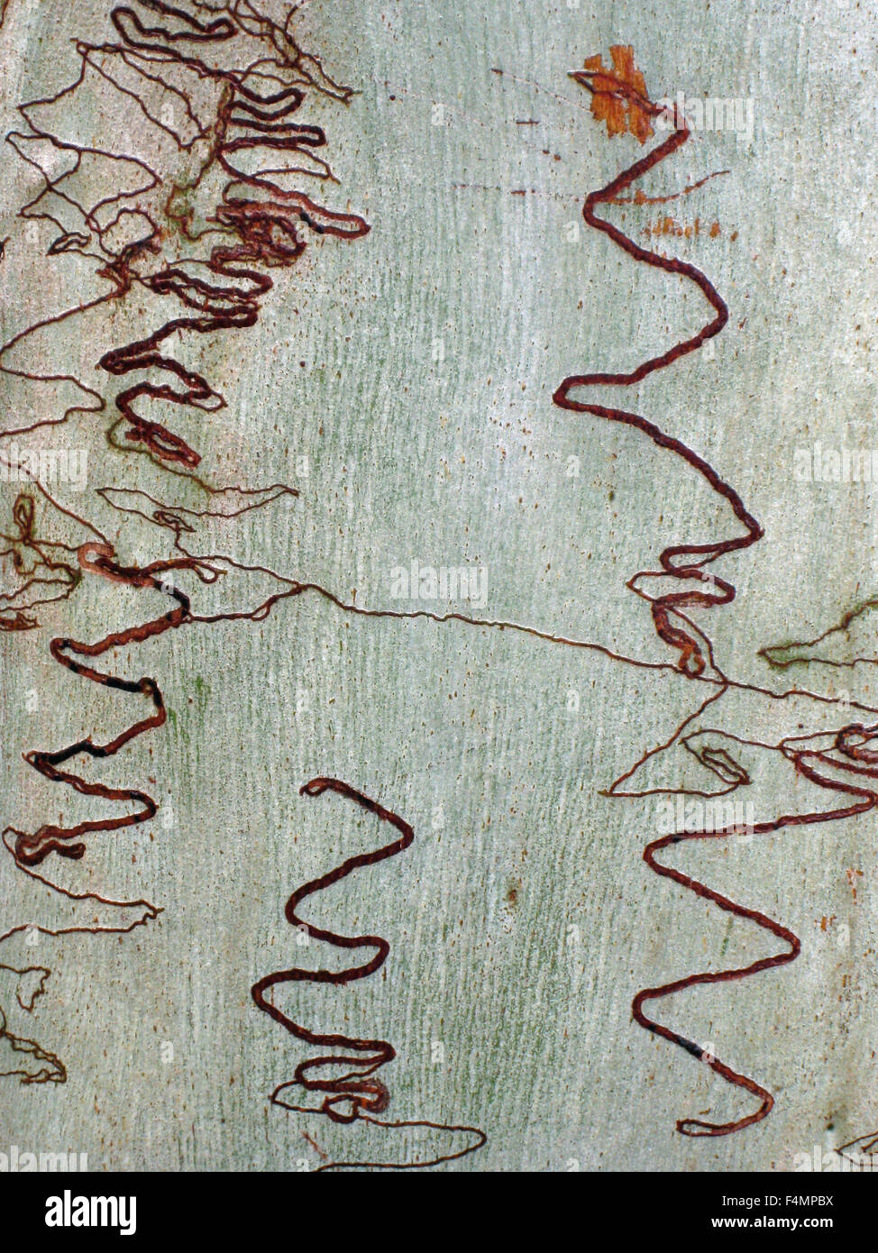 Eucalyptus tree trunk pattern hi-res stock photography and images - Alamy