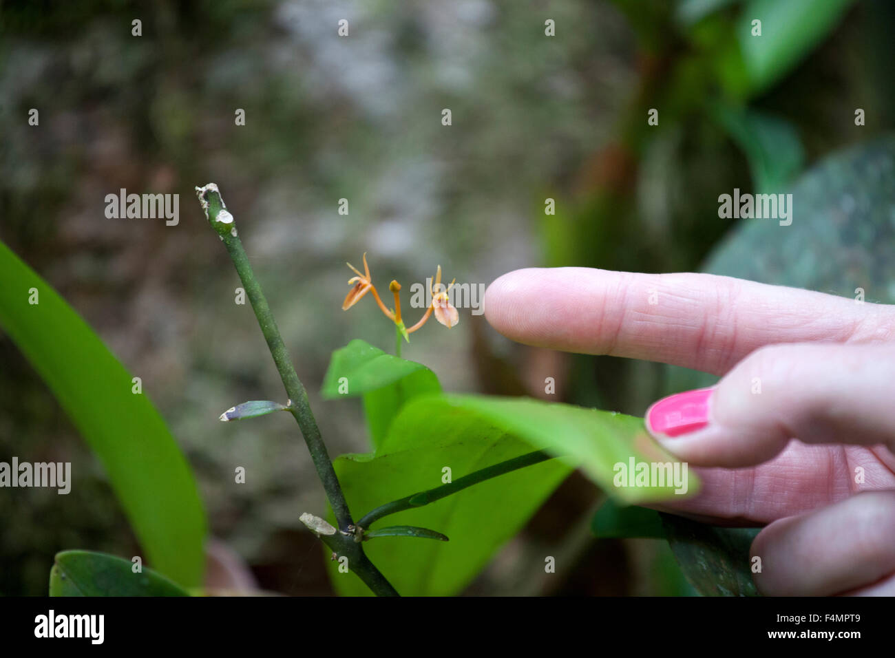 Indomalayan hi-res stock photography and images - Alamy