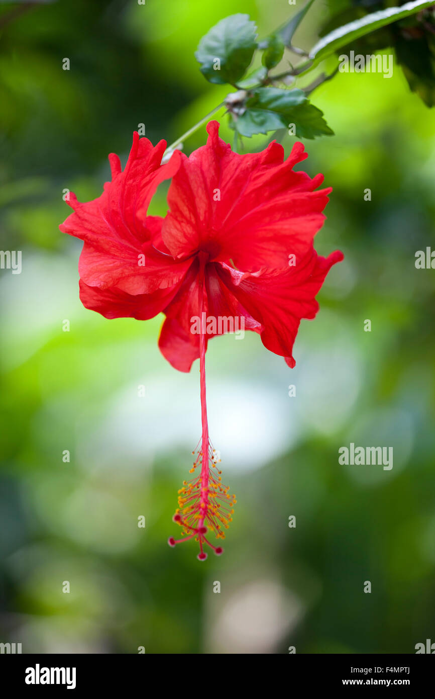 Bunga raya malaysia flower hi-res stock photography and images - Alamy