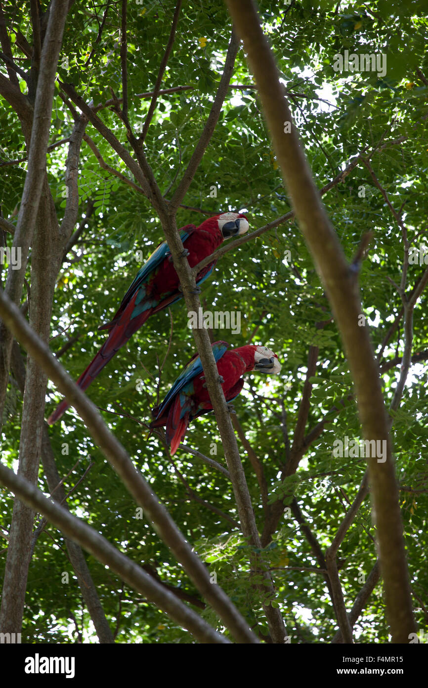 Tambopata macaw project hi-res stock photography and images - Alamy
