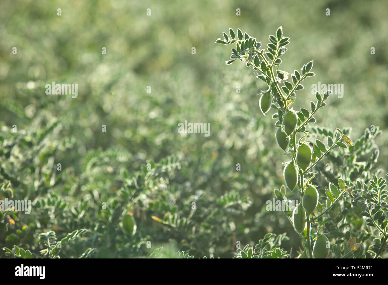 Peas plantation backlit by the sun It shows the growing peas inside ...