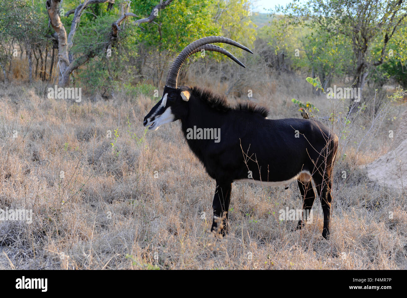 A sable antelope, Hippotragus niger, Kapama, South Africa Stock Photo ...