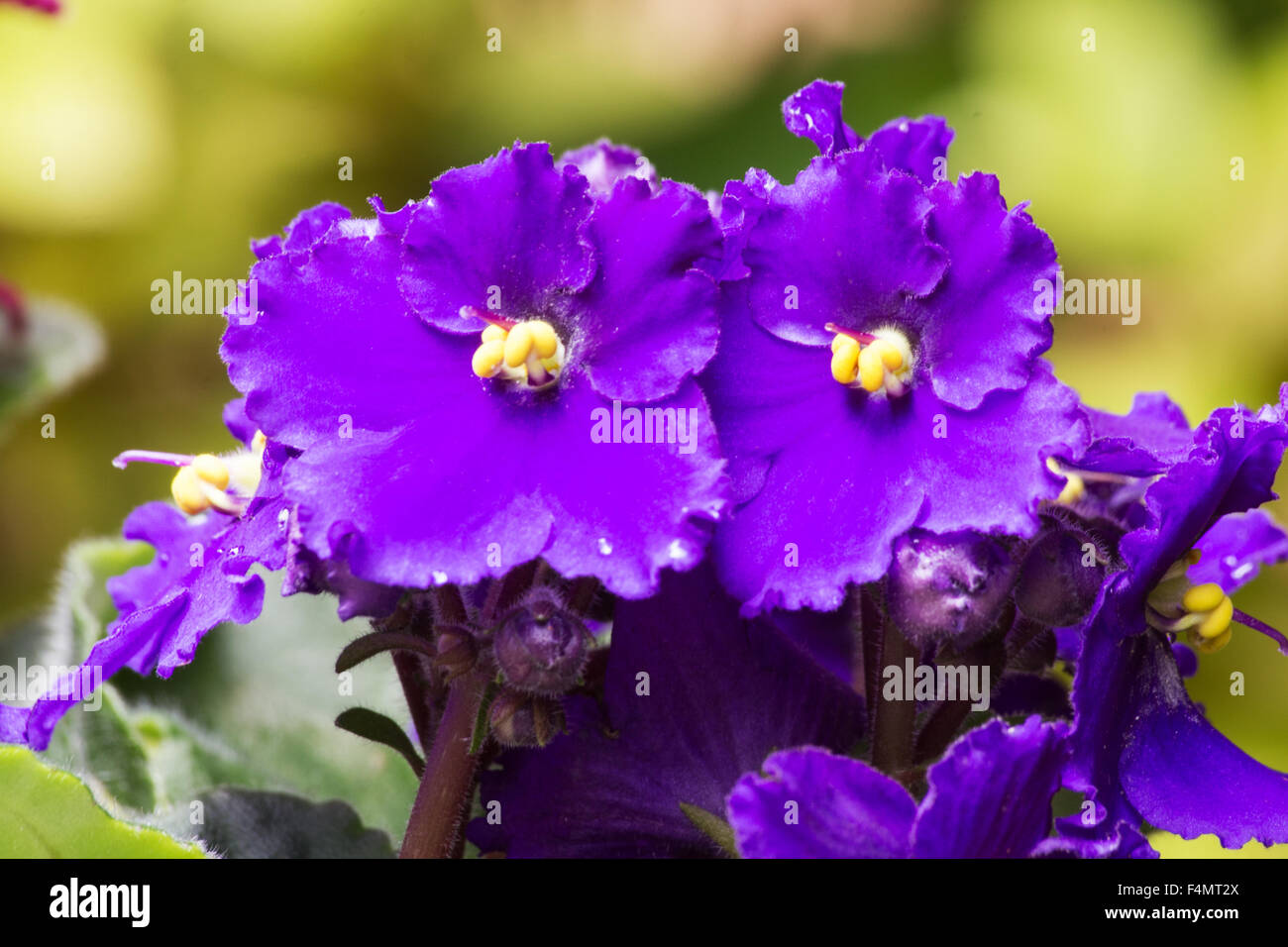 African violet plant in bloom Stock Photo - Alamy