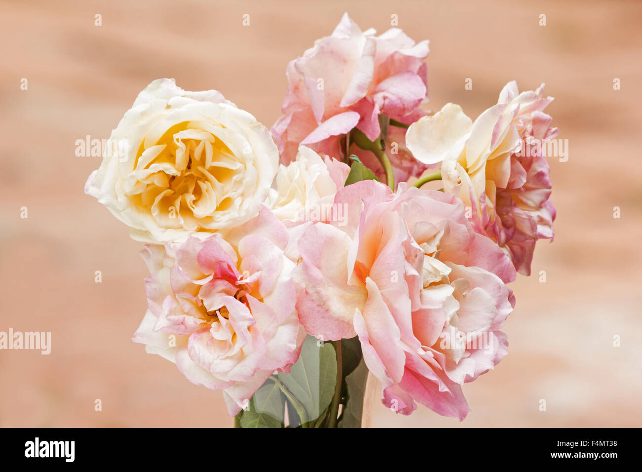 Pink roses on peach-color background Stock Photo - Alamy