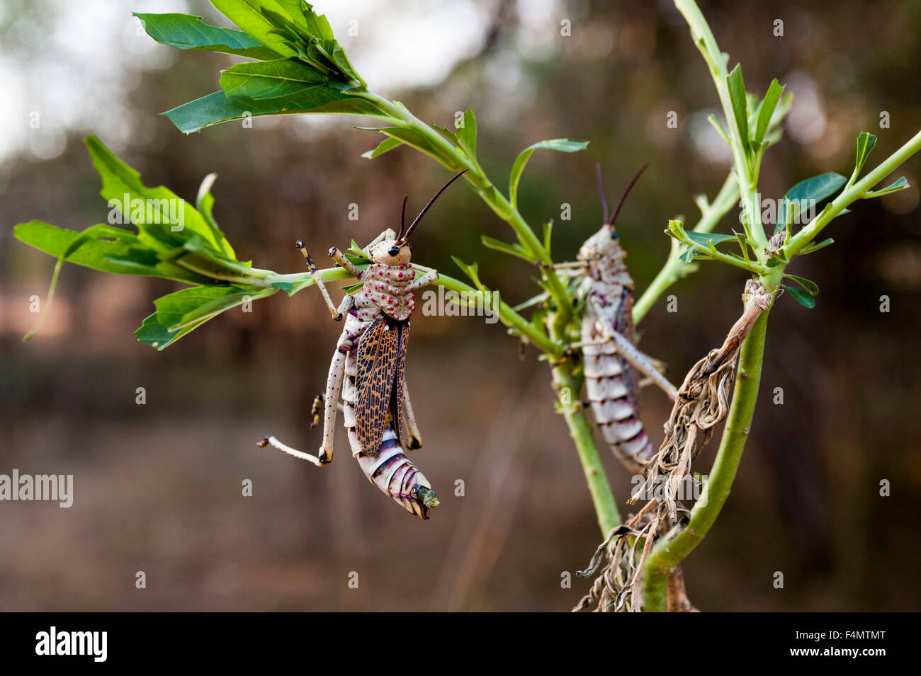 A locust feeding leaves Stock Photo - Alamy