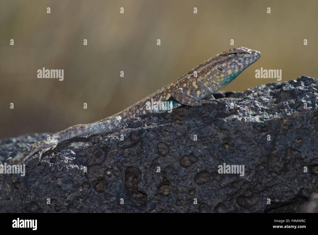 Male Eastern Side-blotched Lizard, (Uta stansburiana stejnegeri ...