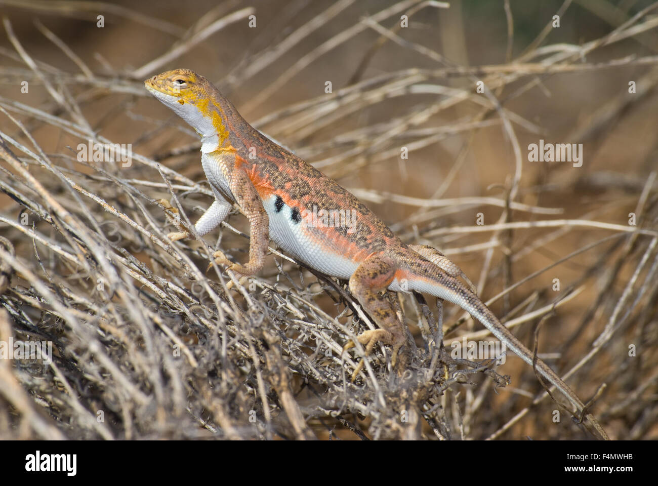 Female earless lizard hi-res stock photography and images - Alamy