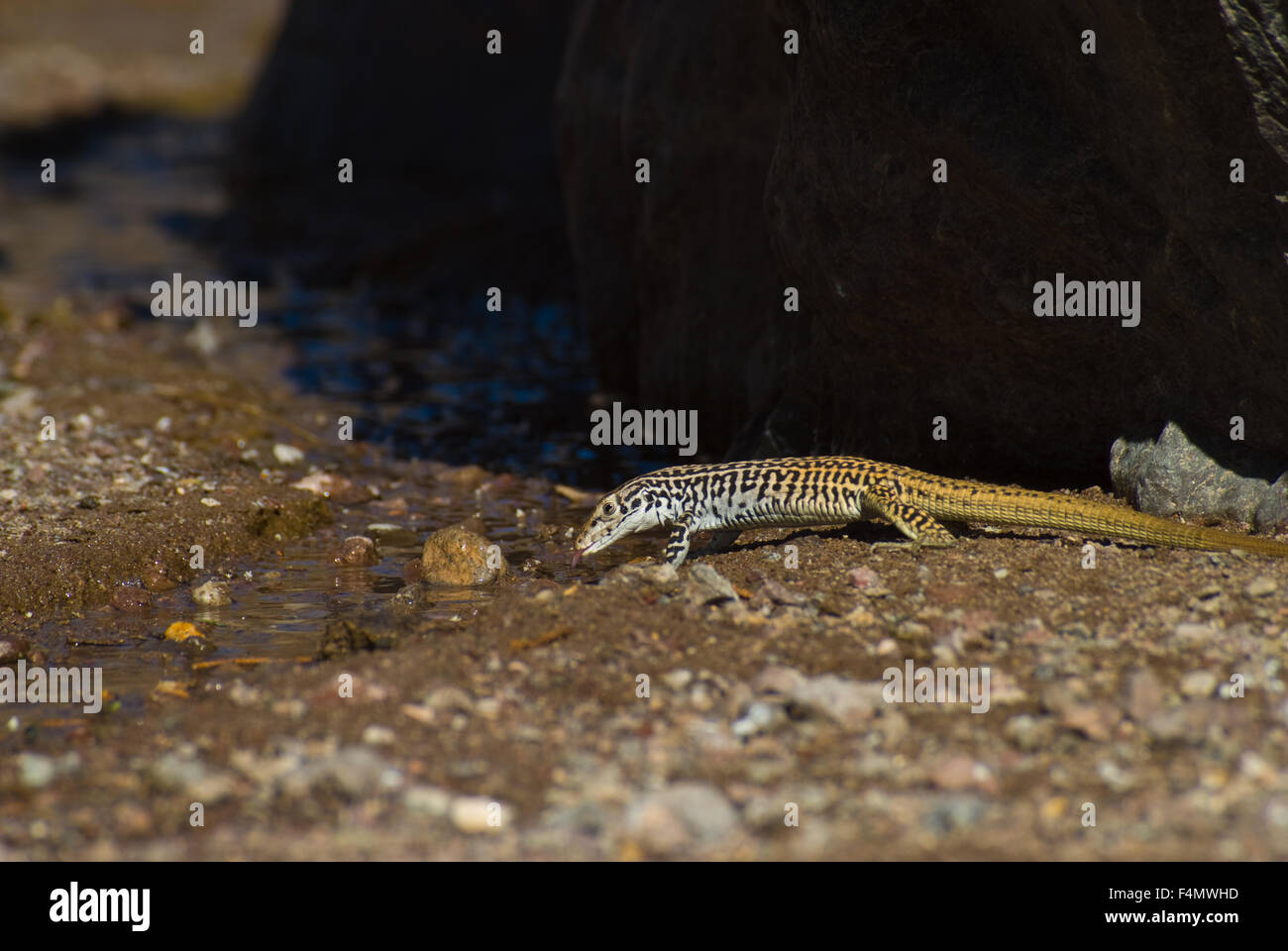 Checkered whiptail lizard hi-res stock photography and images - Alamy