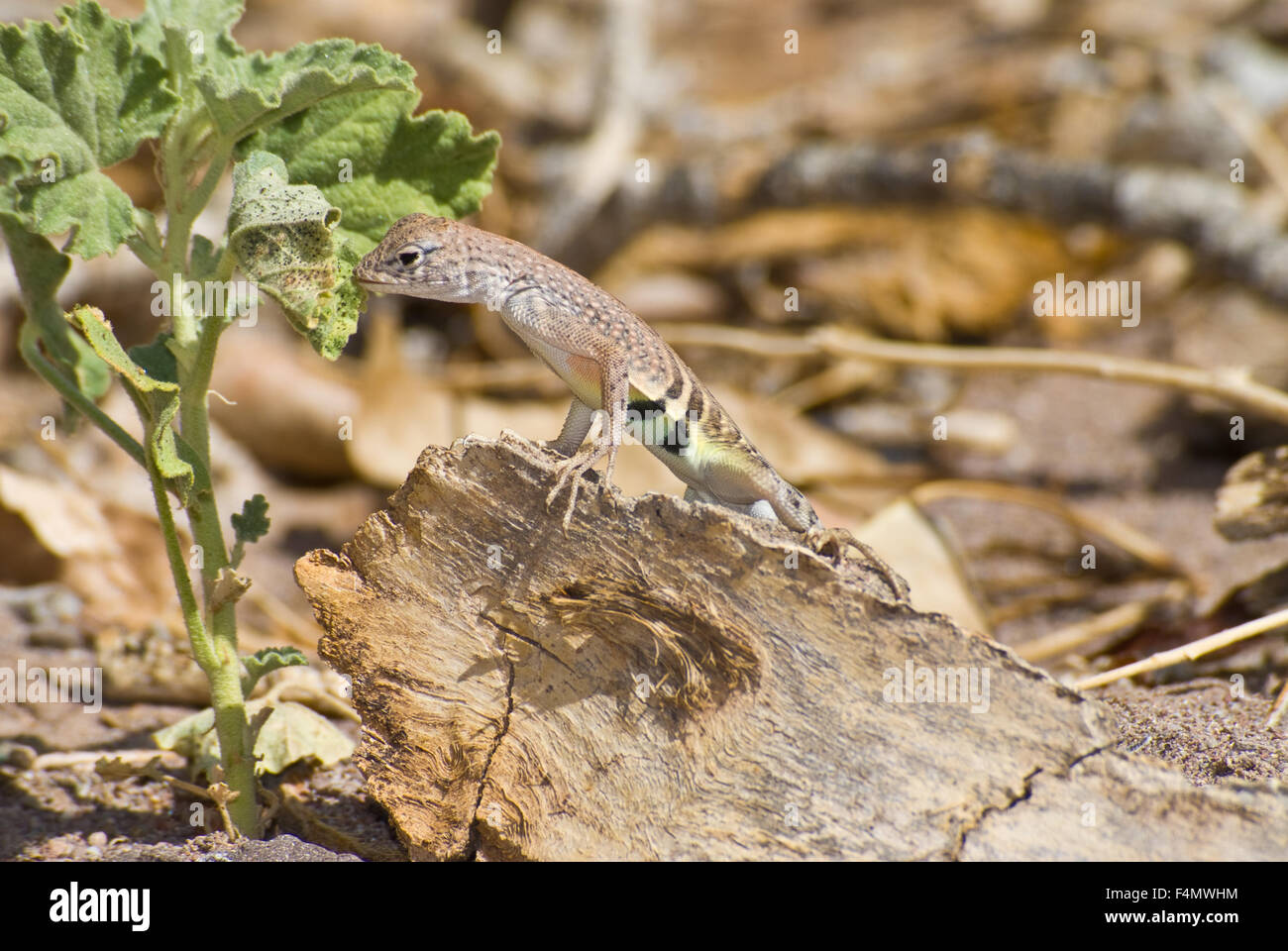Chihuahuan Greater Earless Lizard, (Cophosaurus texanus scitulus), San ...